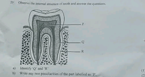 20 Observe the internal structure of tooth | StudyX