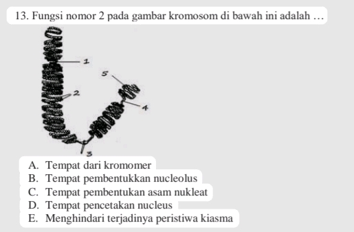 13 Fungsi nomor 2 pada gambar kromosom di | StudyX
