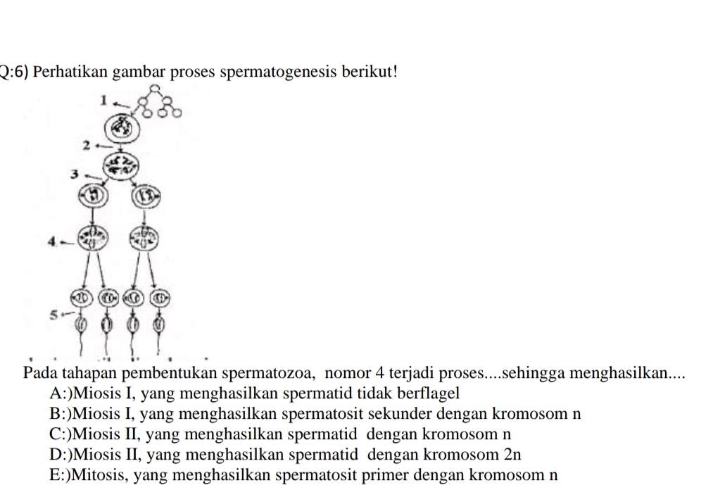 26) Perhatikan gambar proses spermatogenesis | StudyX
