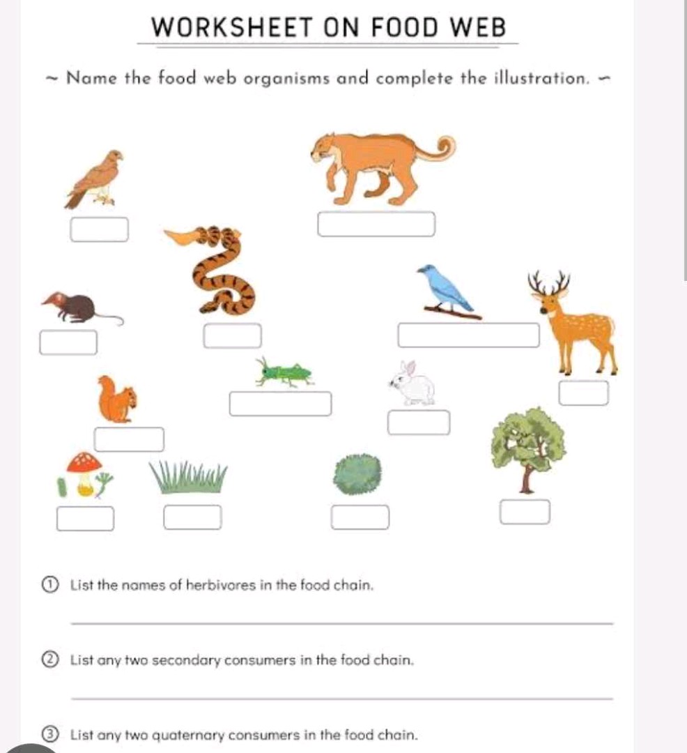 WORKSHEET ON FOOD WEB Name the food web | StudyX