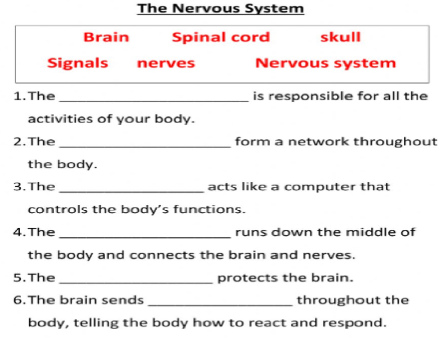 The Nervous System Brain Spinal cord skull | StudyX