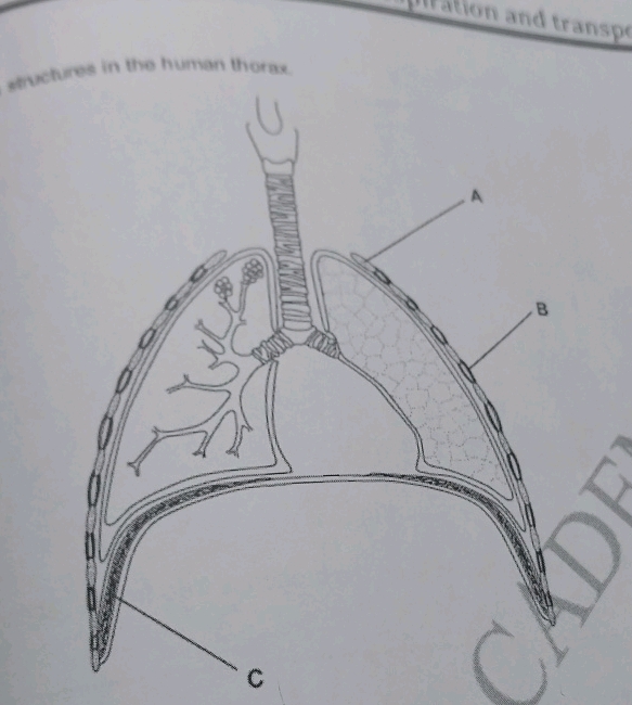 The image shows a diagram of structures in | StudyX