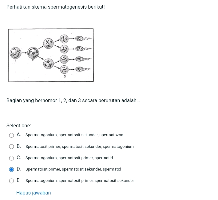 Perhatikan skema spermatogenesis berikut | StudyX
