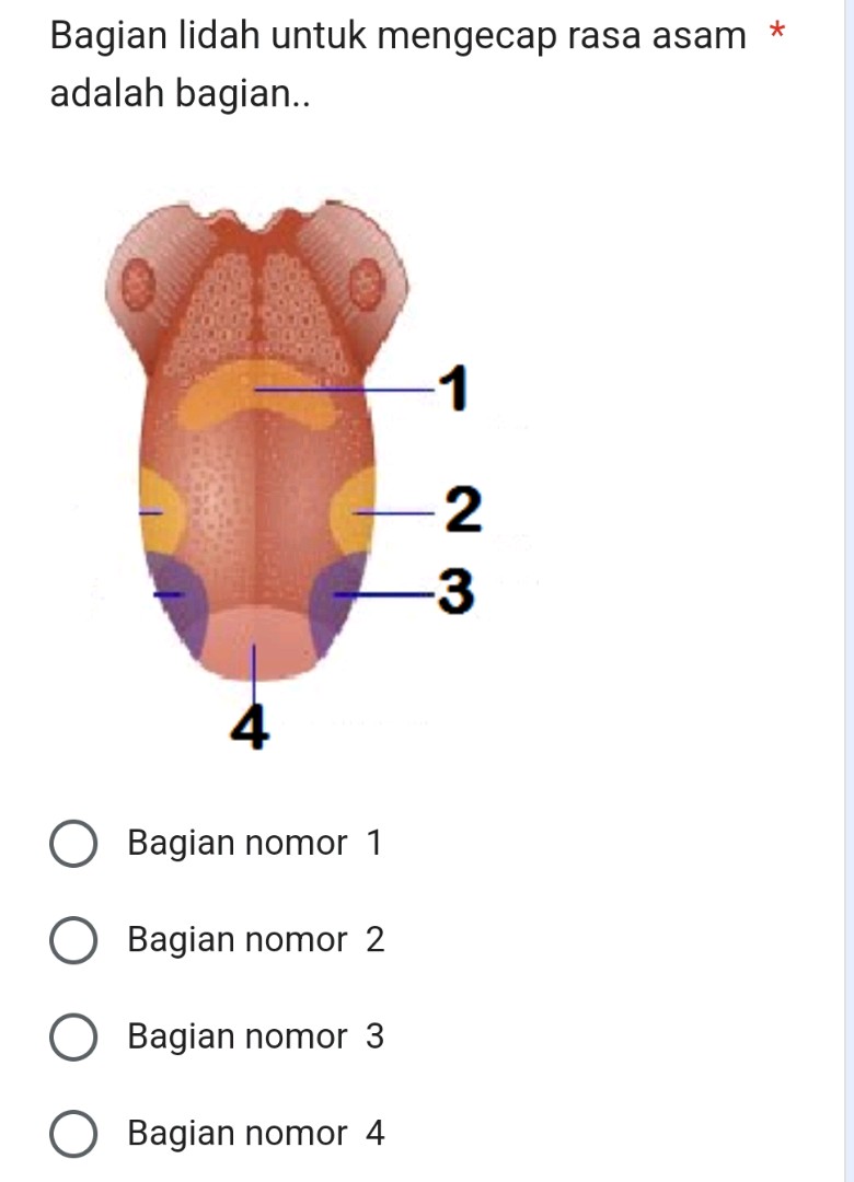 Bagian lidah untuk mengecap rasa asam adalah | StudyX