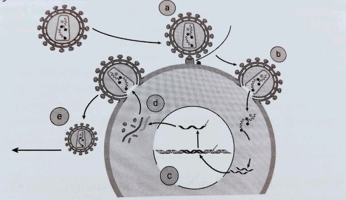 The image shows a diagram of the influenza | StudyX