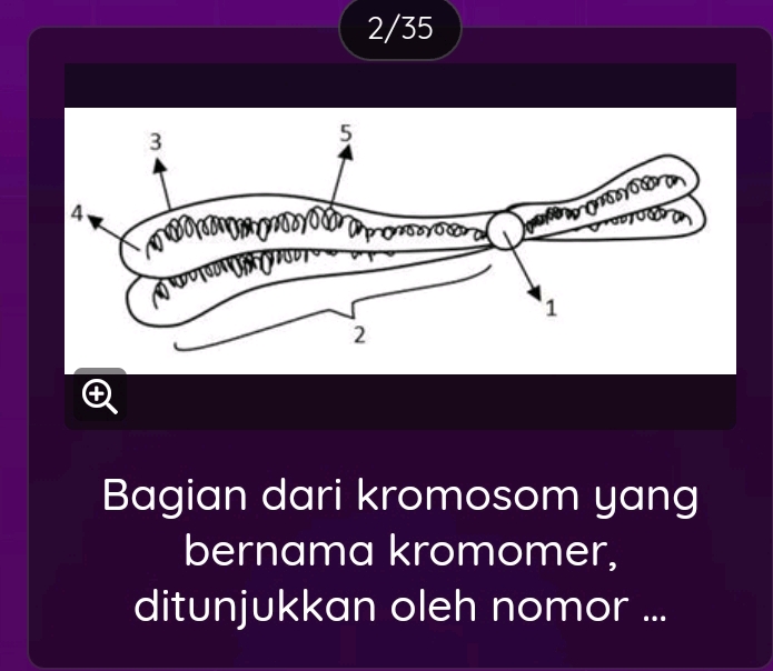 Bagian dari kromosom yang bernama kromomer | StudyX