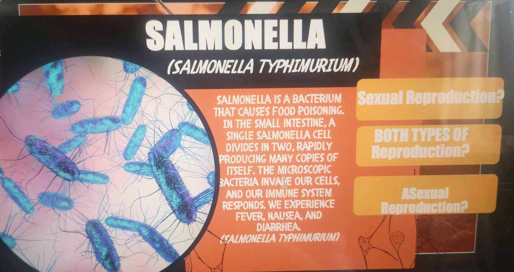SALMONELLA (SALMONELLA TYPHIMURIUM) | StudyX