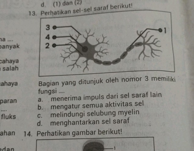 13 Perhatikan sel-sel saraf berikut Gambar | StudyX
