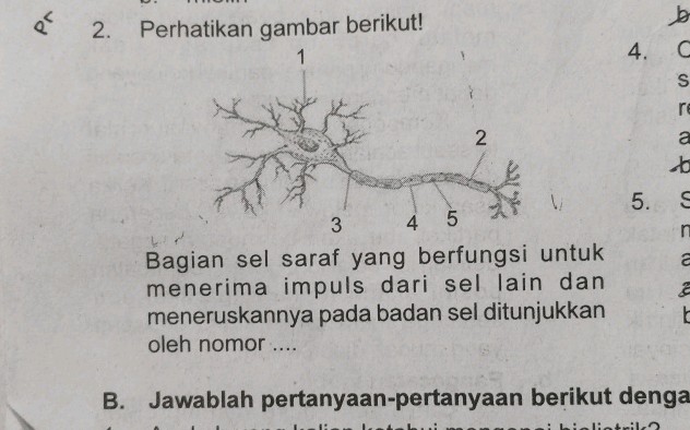 Perhatikan gambar berikut Bagian sel saraf | StudyX