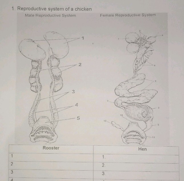 1 Reproductive system of a chicken Male | StudyX