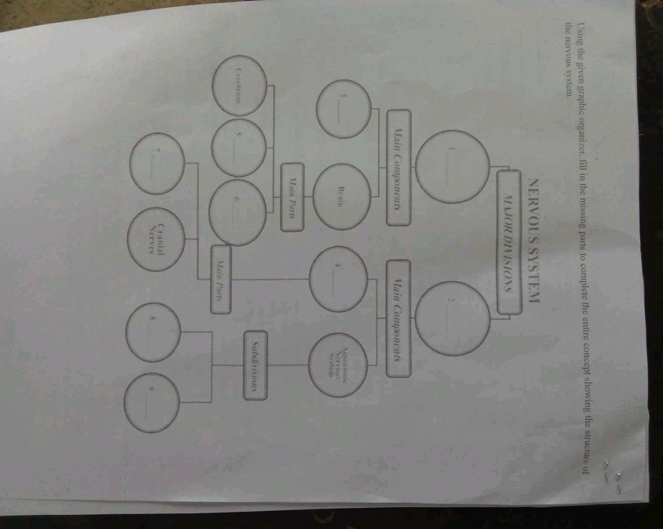 Using the given graphic organizer fill in | StudyX