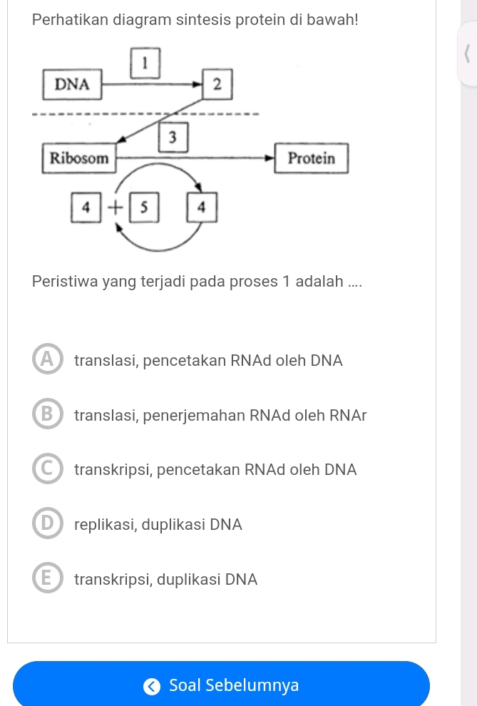 Perhatikan diagram sintesis protein di bawah | StudyX