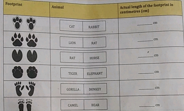 Footprint Animal Actual length of the | StudyX
