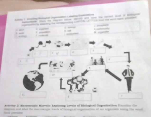 Activity 1 Ordering Biological Organization | StudyX