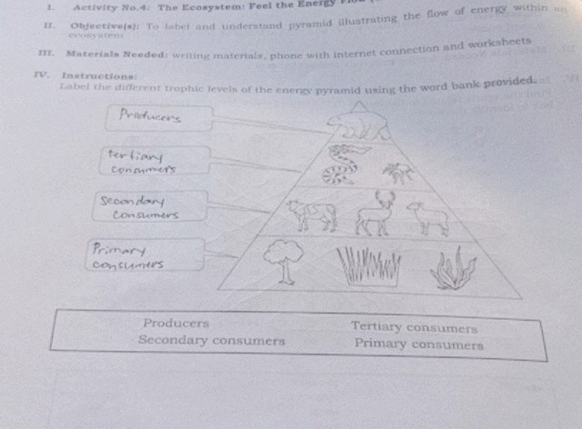 Activity No4 The Ecosystem Feel the Energy | StudyX