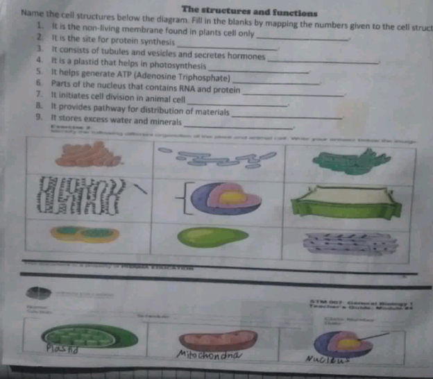 The structures and functions Name the cell | StudyX