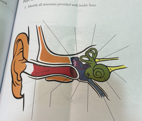 1 Identify all structures provided with | StudyX