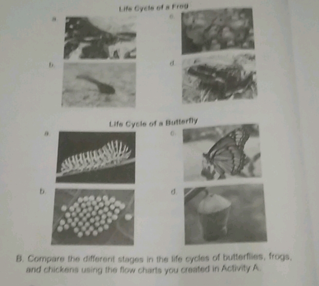 Life Cycle of a Frog Life Cycle of a | StudyX
