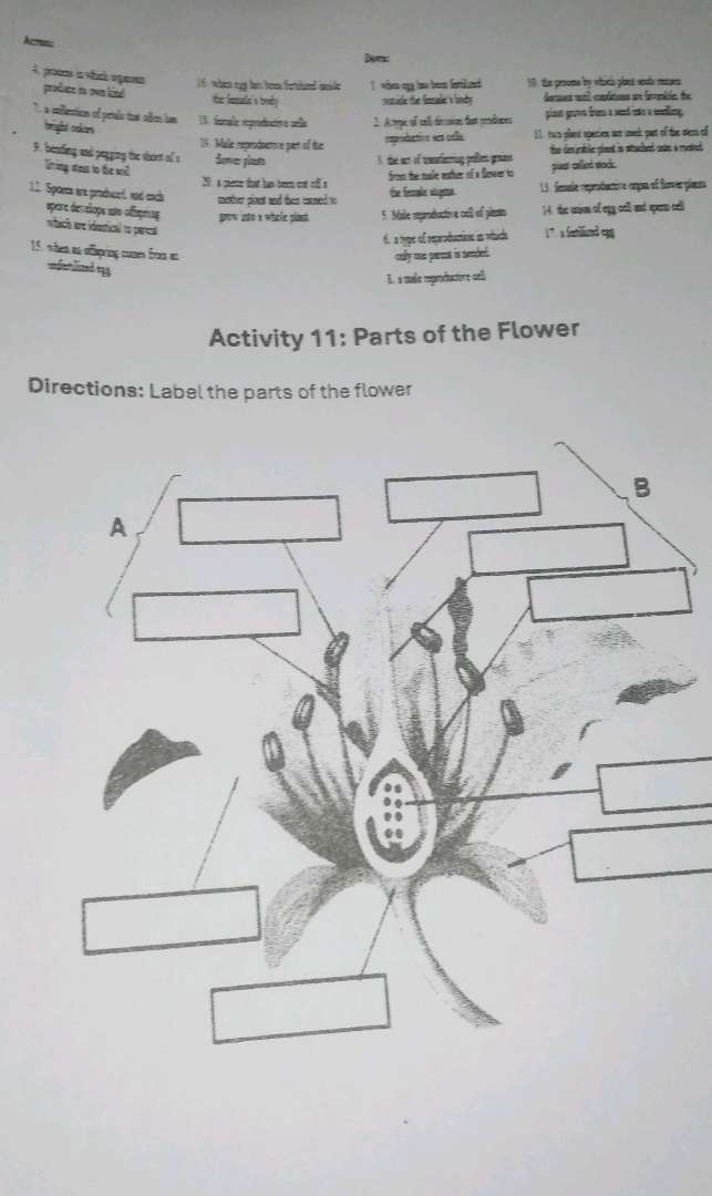 Activity 11 Parts of the Flower Directions | StudyX