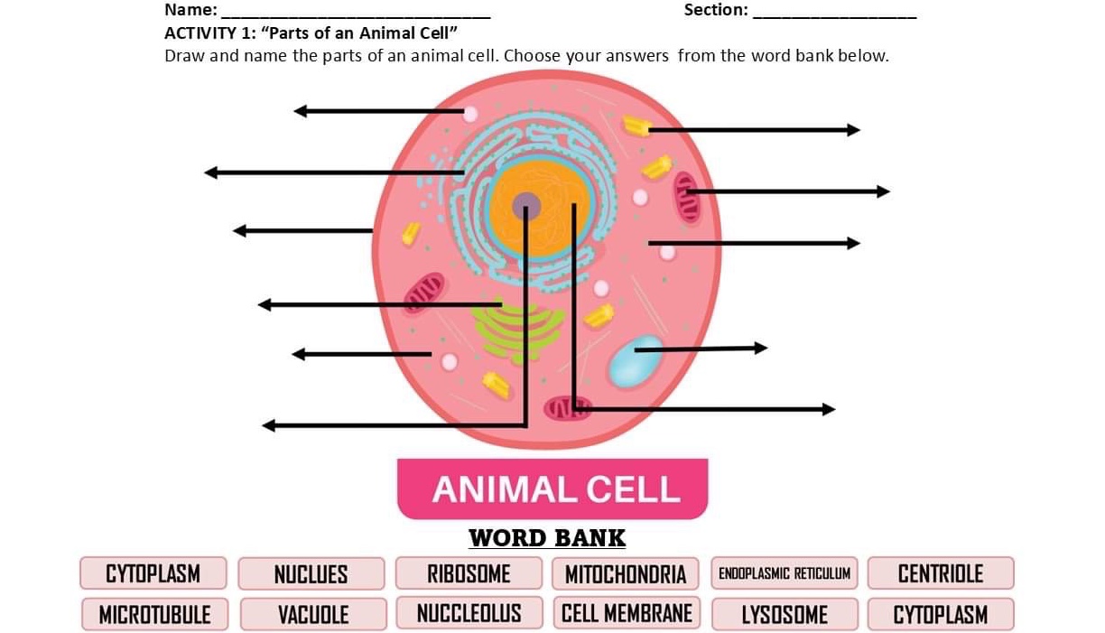 Name Section ACTIVITY 1 Parts of an Animal | StudyX