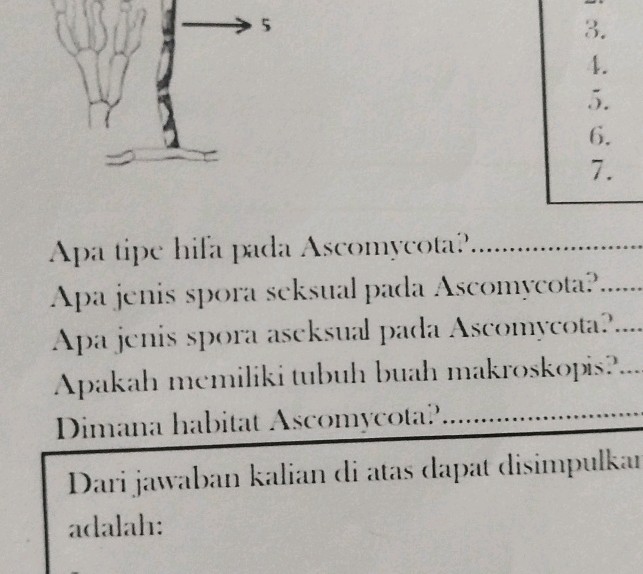 Apa tipe hifa pada Ascomycota Apa jenis | StudyX
