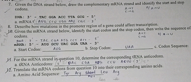 7 Given the DNA strand below draw the | StudyX