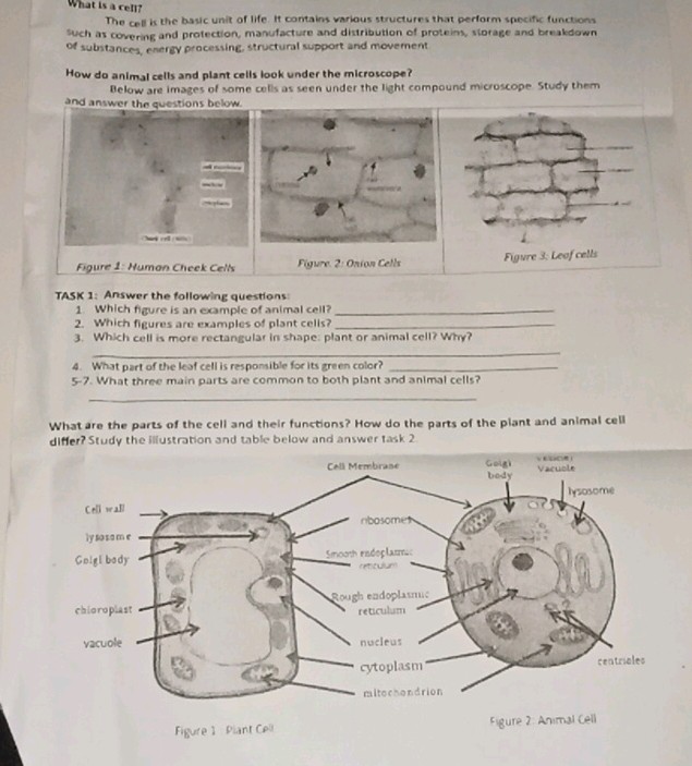 What is a cellf The cell is the basic unit | StudyX