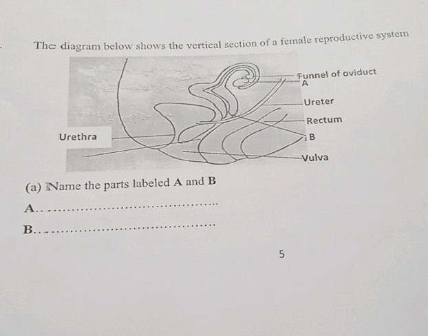 The diagram below shows the vertical section | StudyX