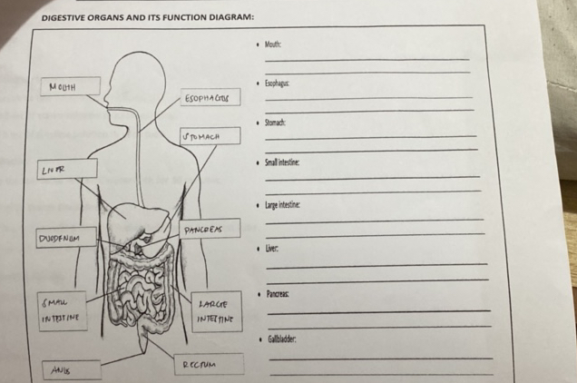 DIGESTIVE ORGANS AND ITS FUNCTION DIAGRAM | StudyX