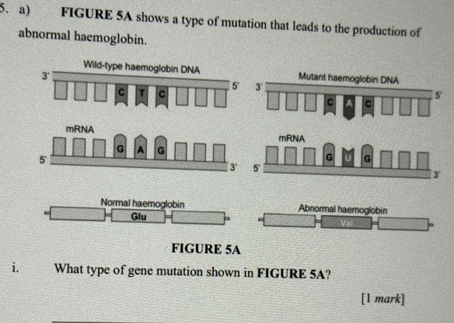 FIGURE 5A shows a type of mutation that | StudyX