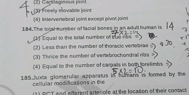 184The total number of facial bones in an | StudyX