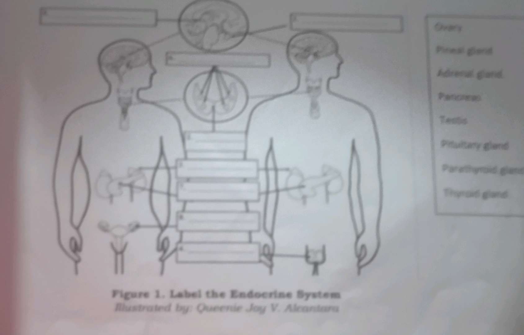 Figure 1 Label the Endocrine System | StudyX