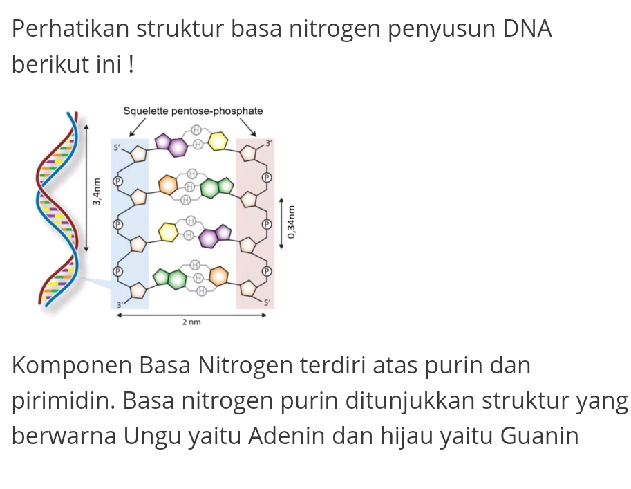 Perhatikan struktur basa nitrogen penyusun | StudyX