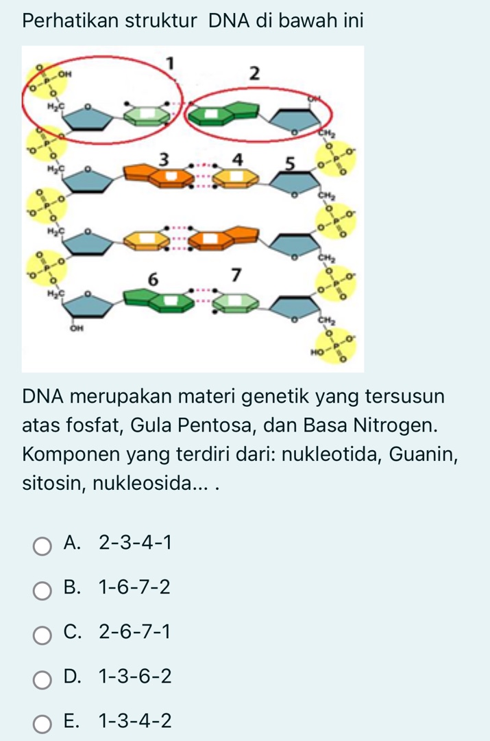 Perhatikan struktur DNA di bawah ini Gambar | StudyX