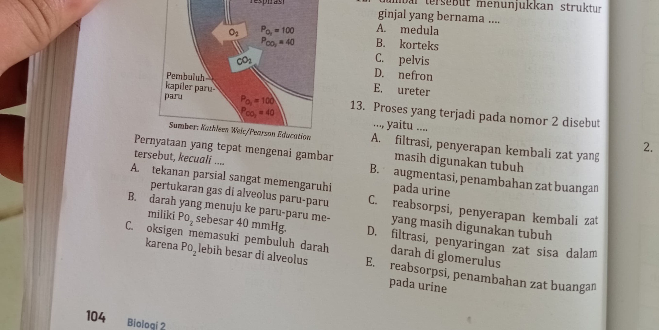 Pembuluh kapiler paru- paru respirasi 02 CO2 | StudyX