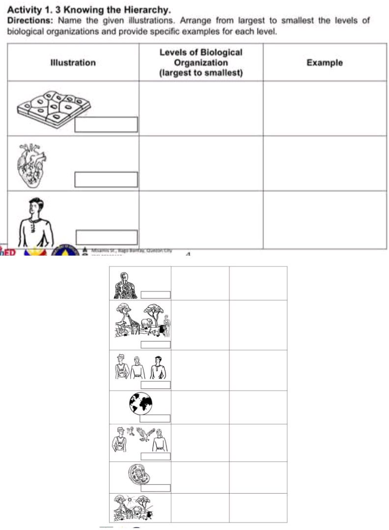 Activity 1 3 Knowing the Hierarchy | StudyX