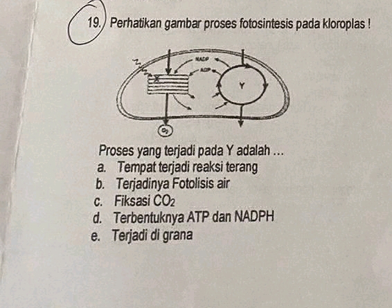 19 Perhatikan gambar proses fotosintesis | StudyX