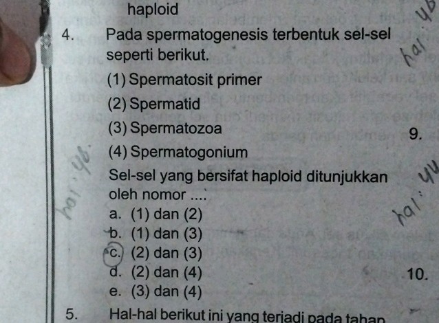 haploid 4 Pada spermatogenesis terbentuk | StudyX