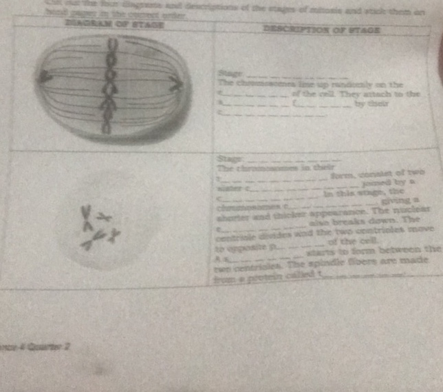 Cut out the four diagrams and descriptions | StudyX