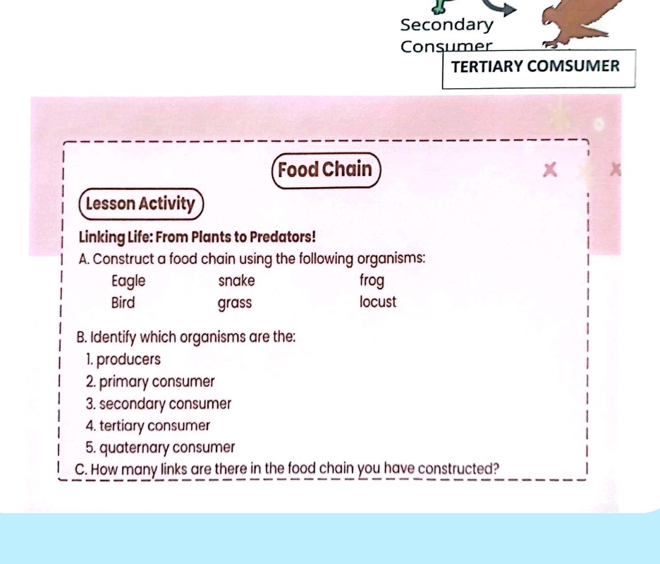Secondary Consumer TERTIARY COMSUMER Food | StudyX