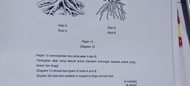 Rajah 12 menunjukkan dua jenis akar A dan B | StudyX