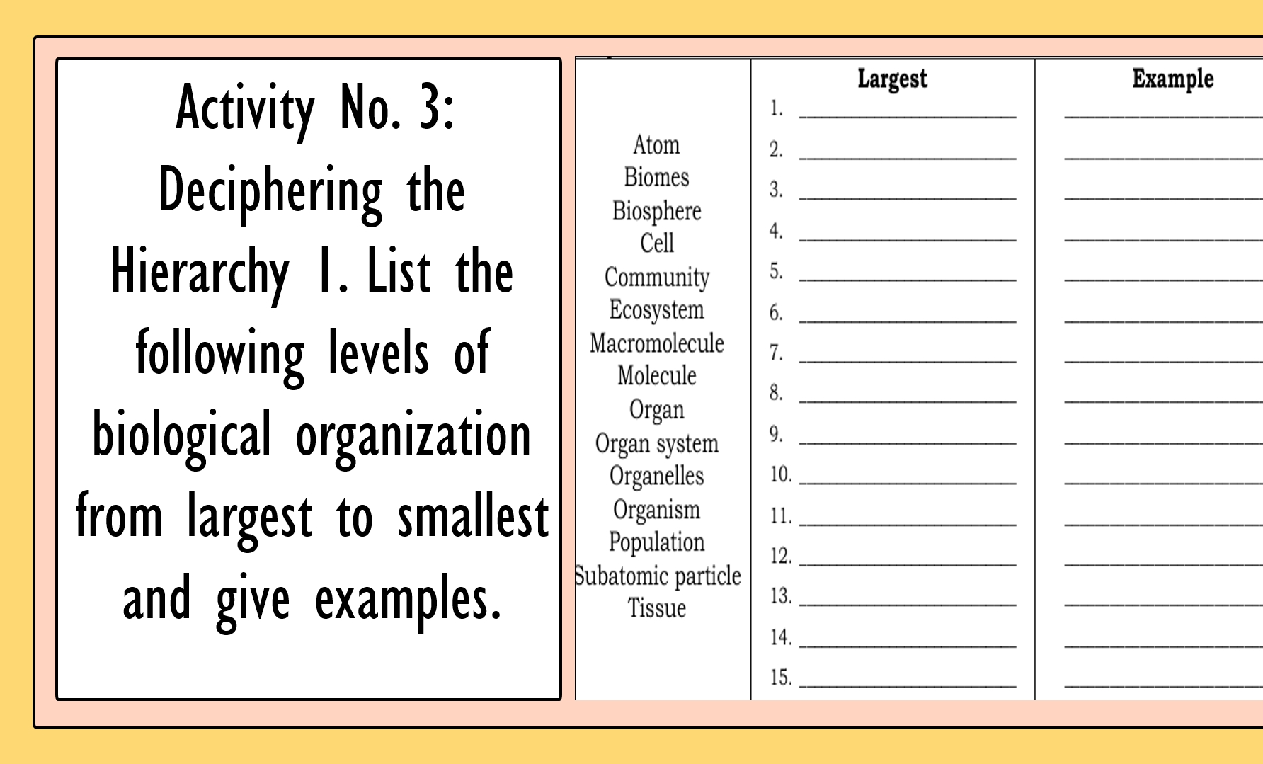 Activity No 3 Deciphering the Hierarchy I | StudyX