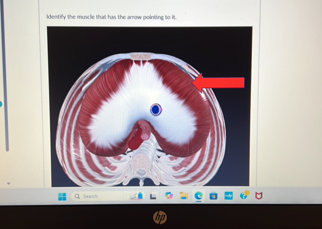 Identify the muscle that has the arrow | StudyX