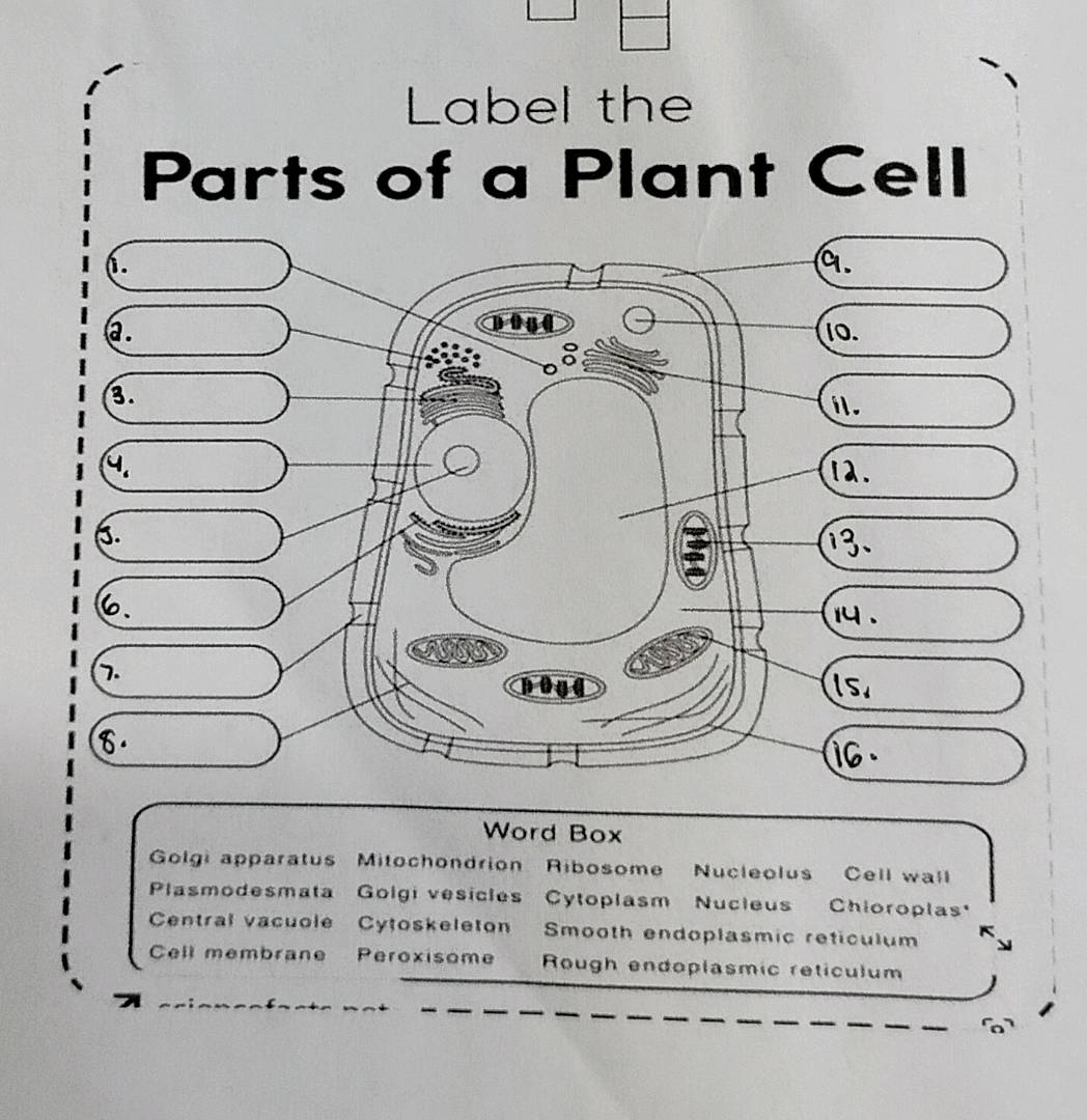 Label the Parts of a Plant cell Word Box | StudyX