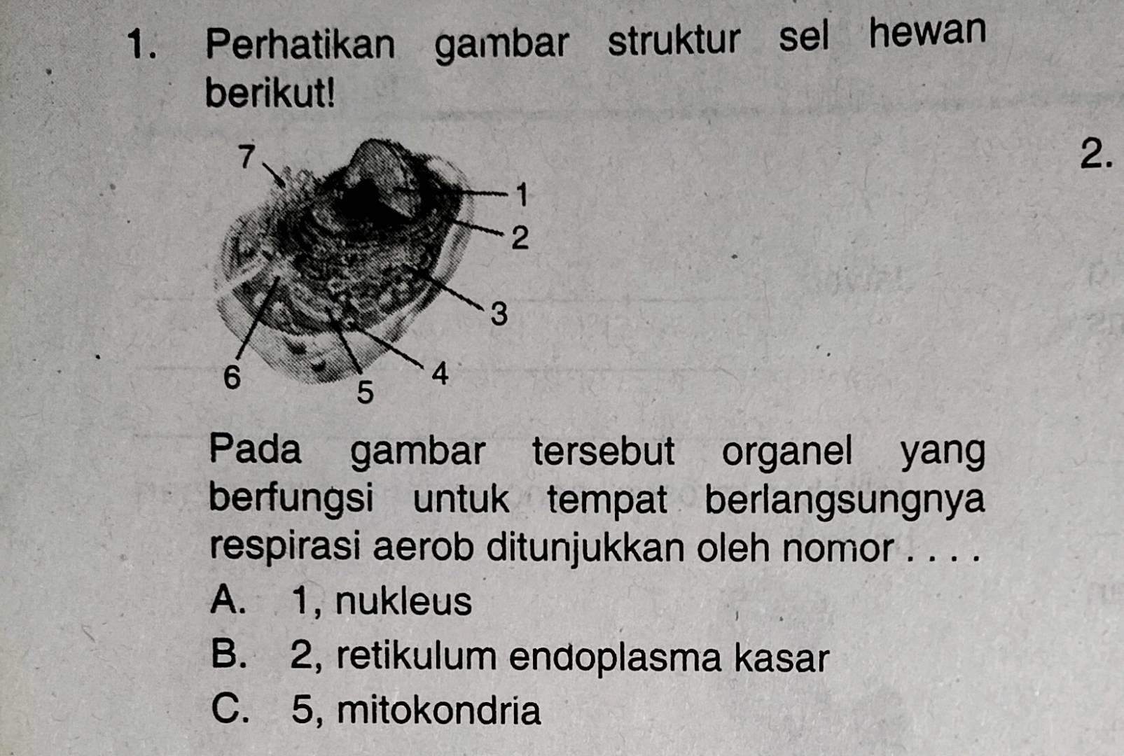 1 Perhatikan gambar struktur sel hewan | StudyX