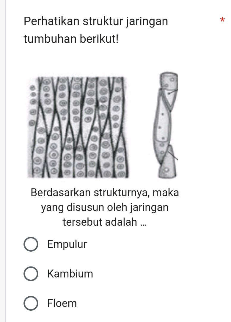 Perhatikan struktur jaringan tumbuhan | StudyX