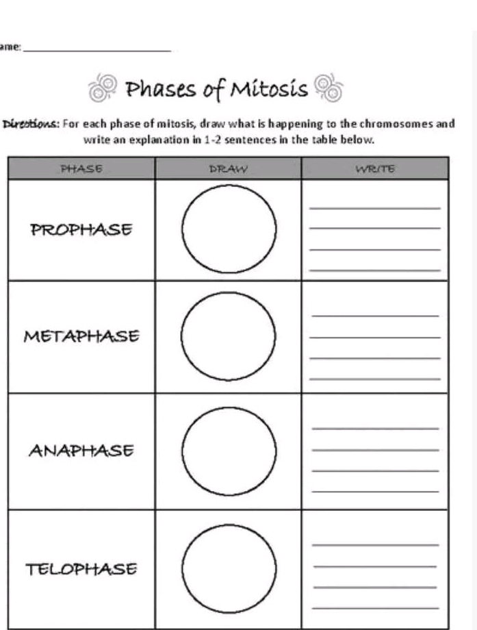 ame Phases of Mitosis Direstions For each | StudyX