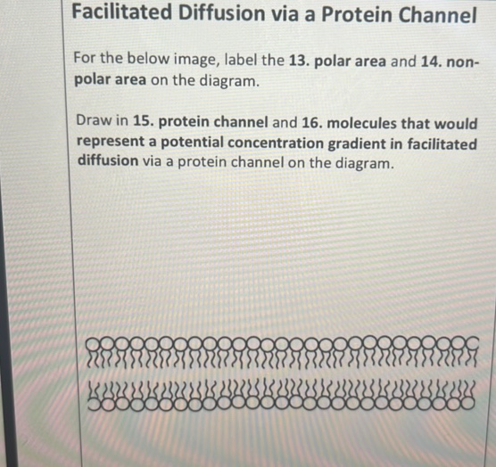Facilitated Diffusion via a Protein Channel | StudyX