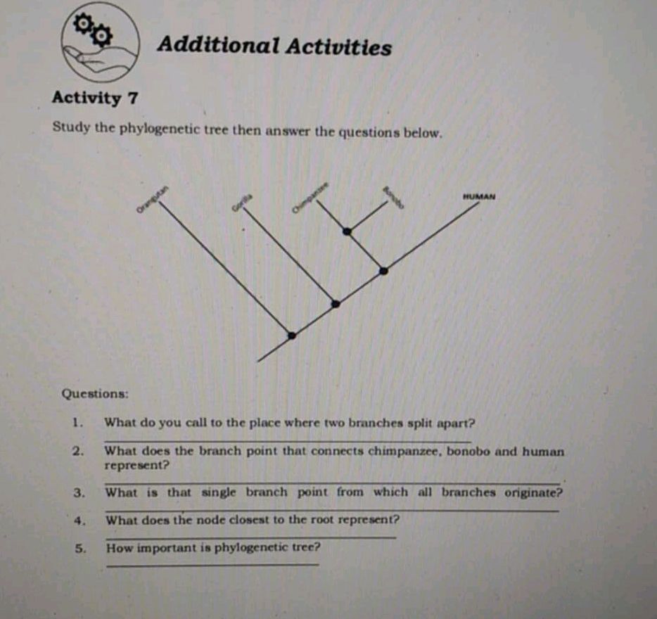 Activity 7 Study the phylogenetic tree then | StudyX