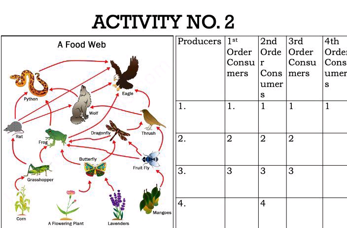 ACTIVITY NO 2 A Food Web The food web | StudyX
